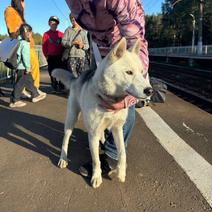 Хаски кобель