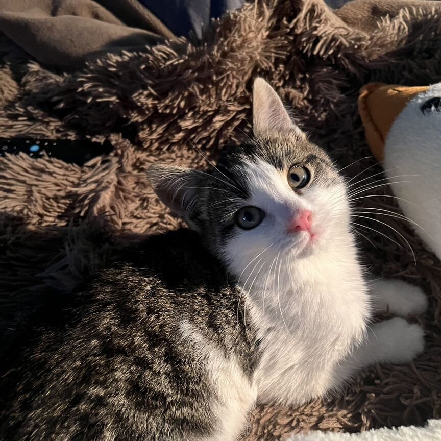 Котенок(девочка)ищет новый дом