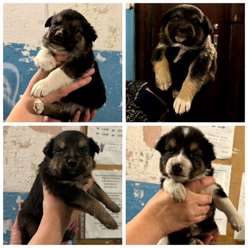 Щенки мокнут под дождем