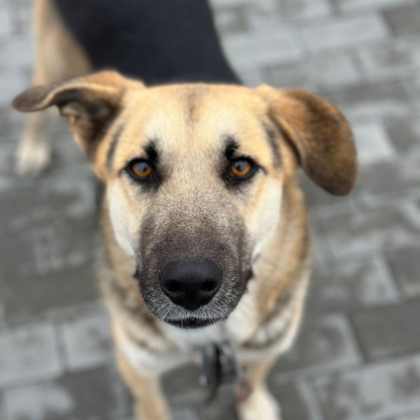 Пёс в поисках дома