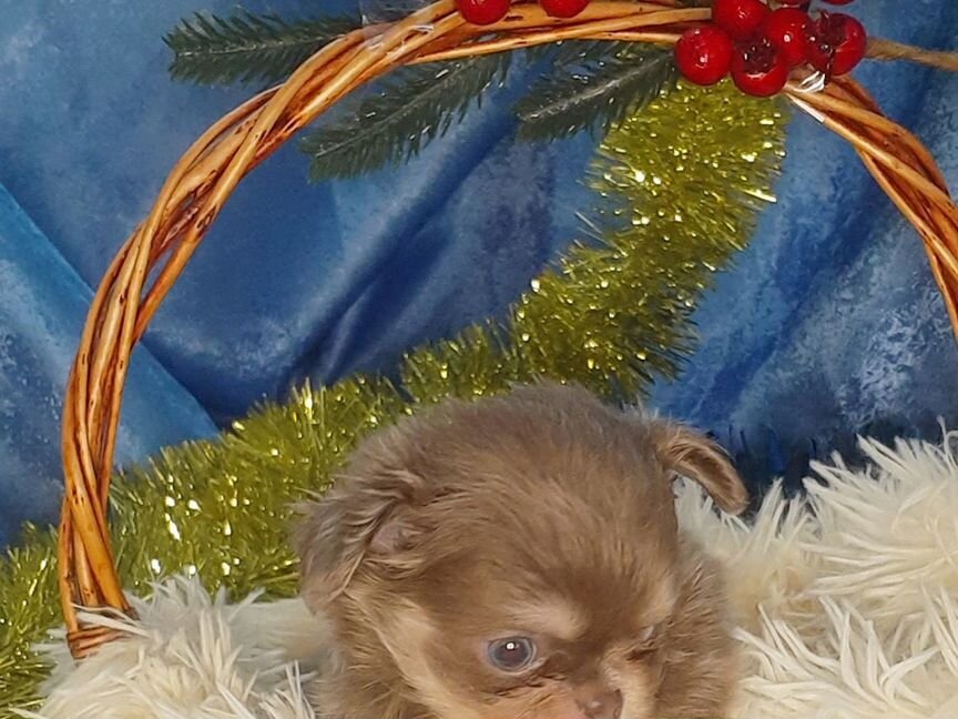 Шикарные миники