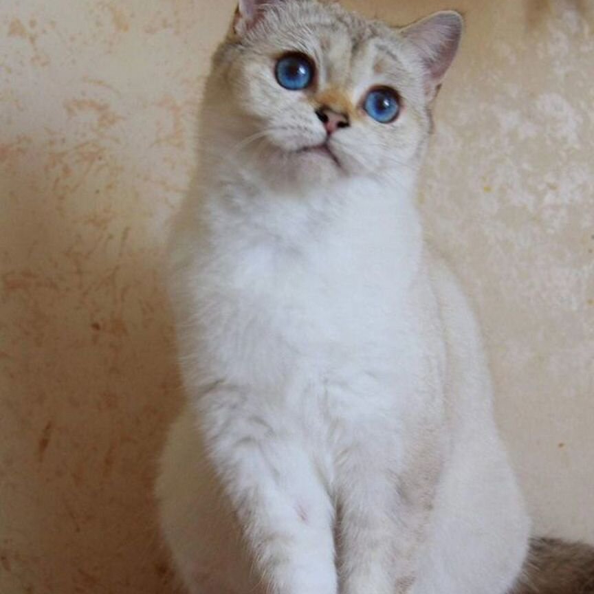 Ищет дом Бася