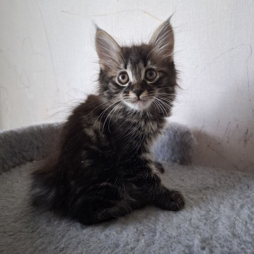 Сладкий малыш