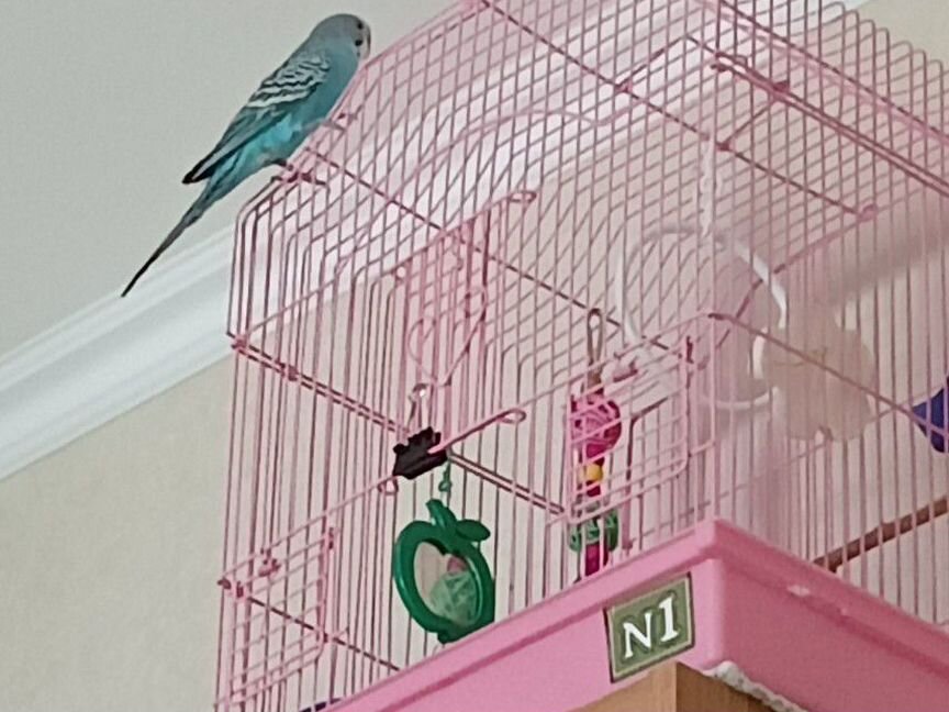Клетка для попугая