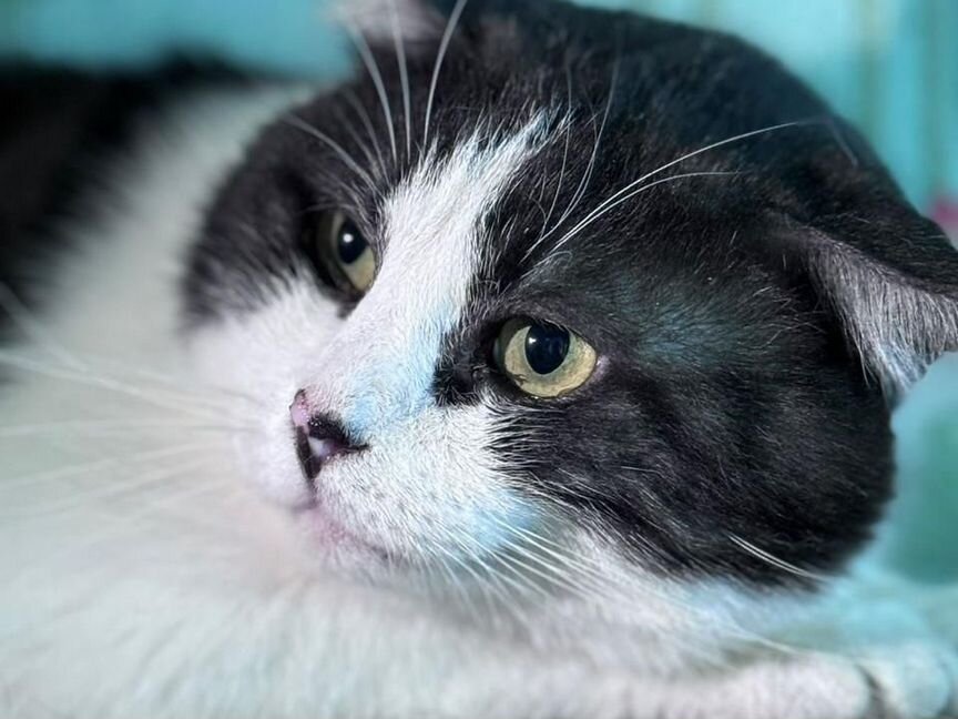Батон, котик от которого отказались, в добрые руки