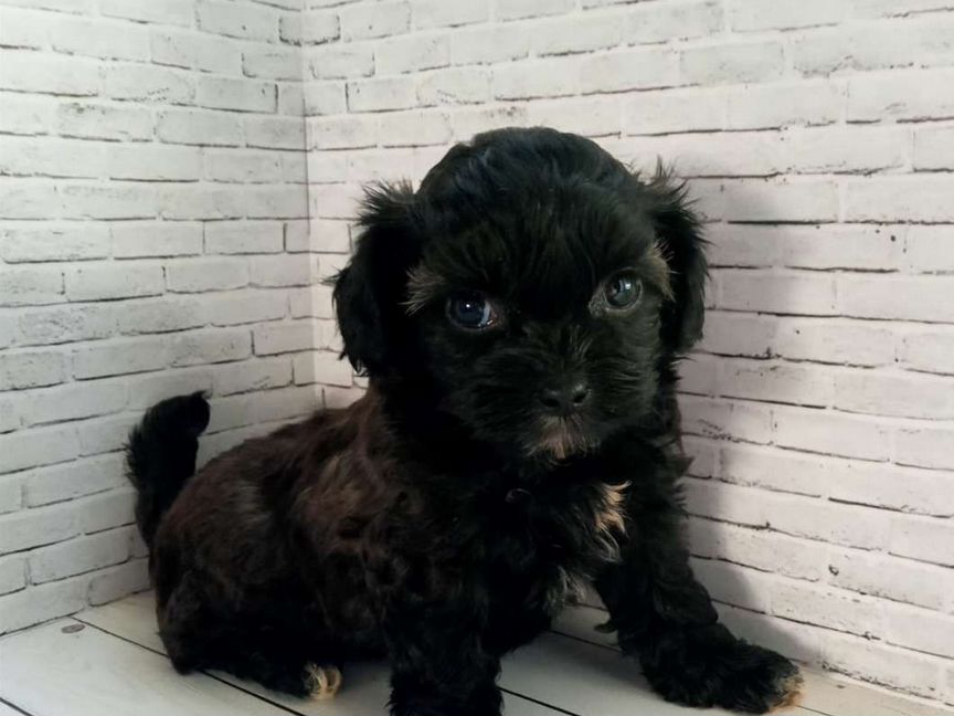 Черныши мальтипу