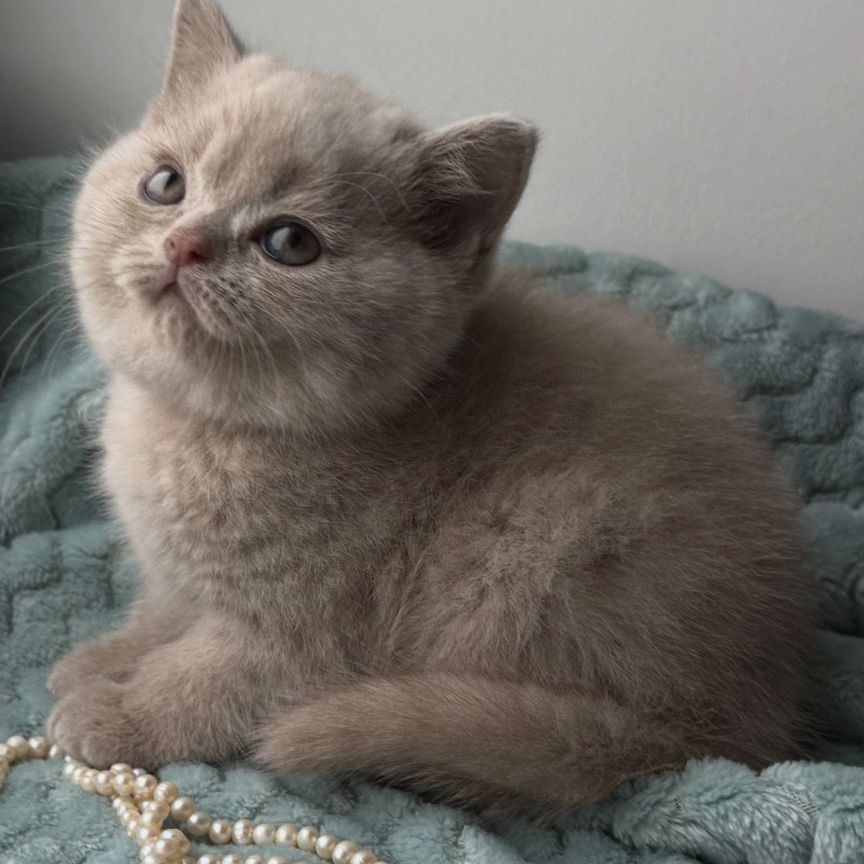 Британский короткошёрстный котёнок