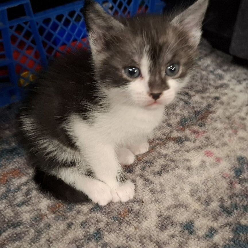 Игривые котята