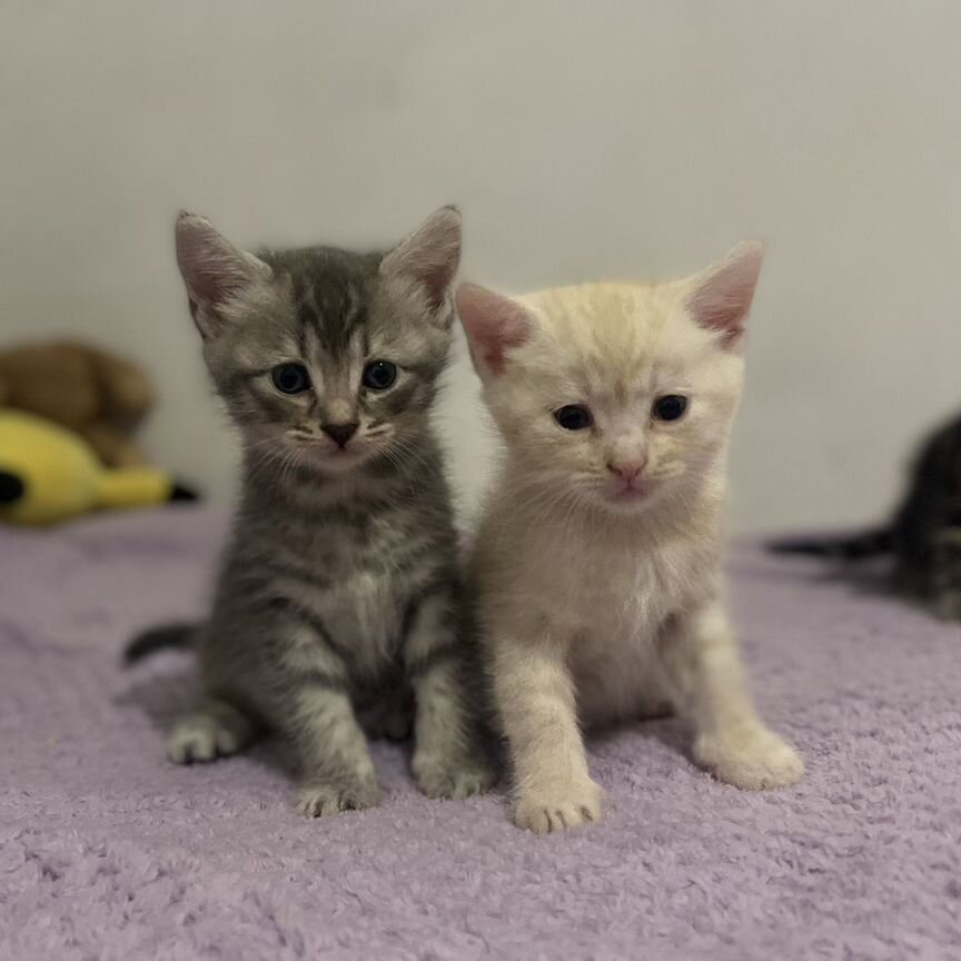 Котята в добрые руки бесплатно