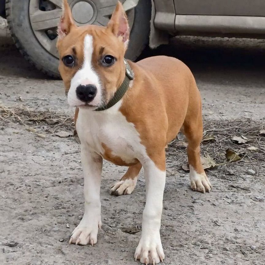 Стаффордширский терьер девочка тяжелая