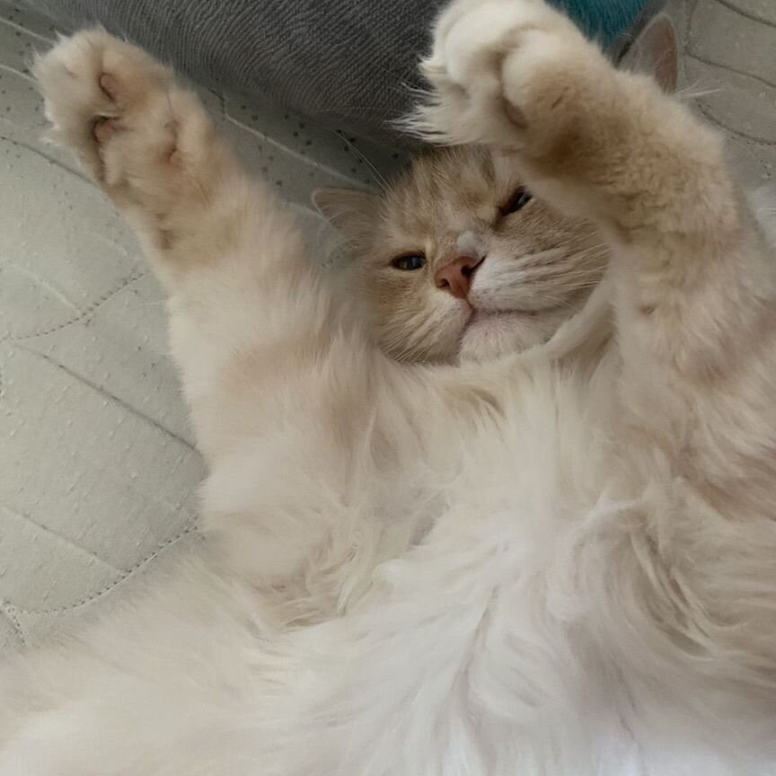 Кот Тимоша
