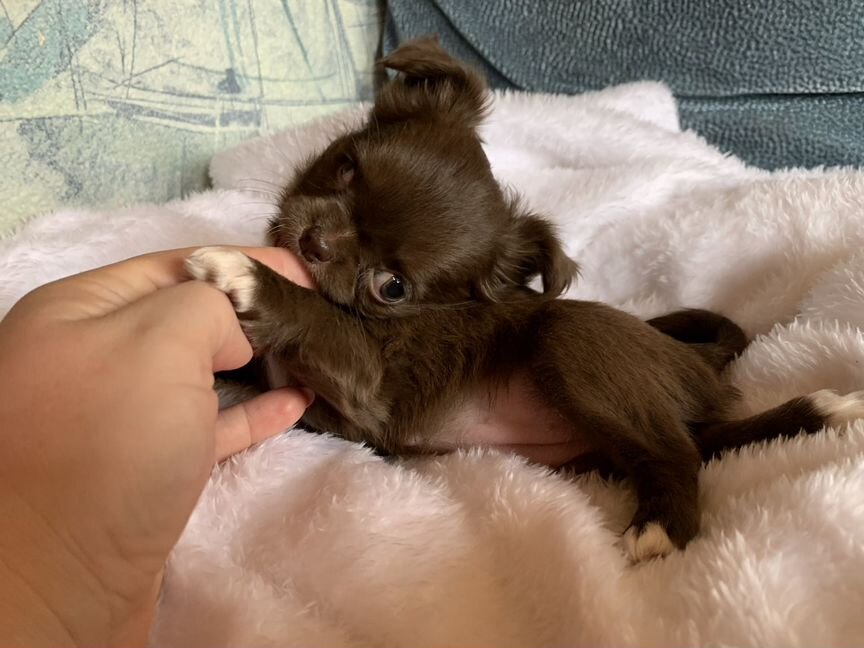 Малышка чихуа с особенностями