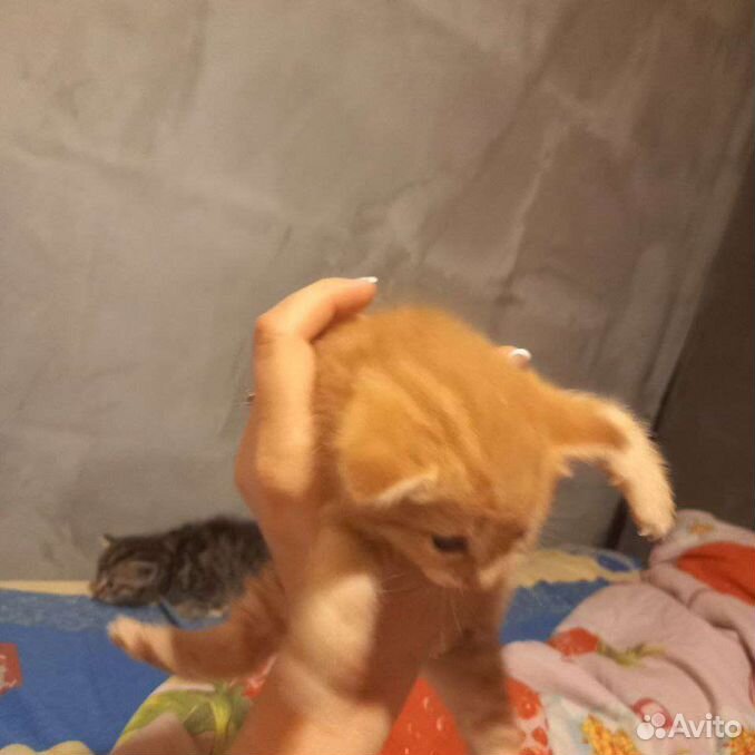 Шатланские котята