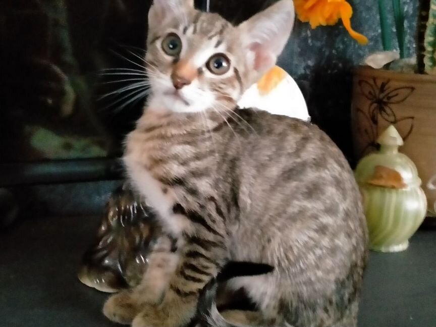 Саванята котята