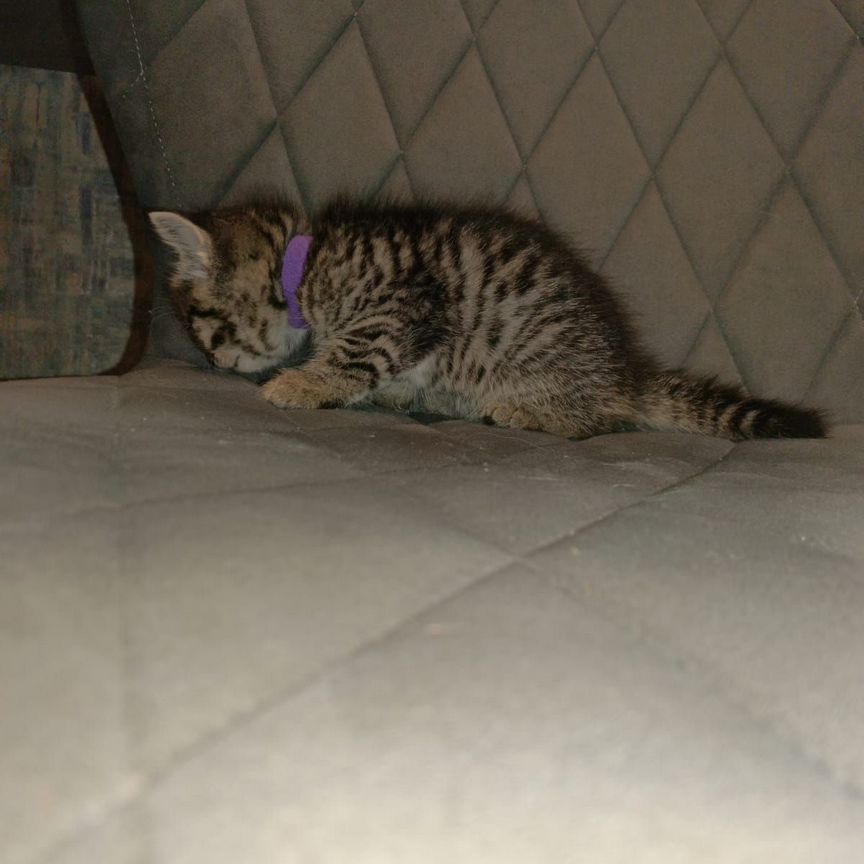 Котята ищут любящую семью