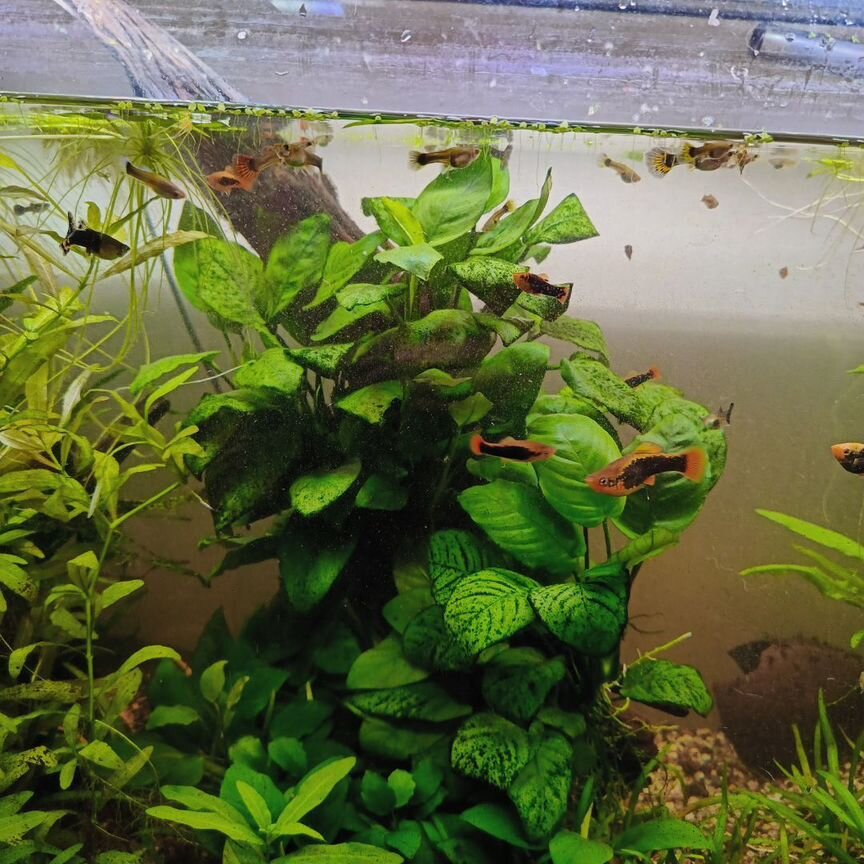 Мангровая коряга с анубиасами