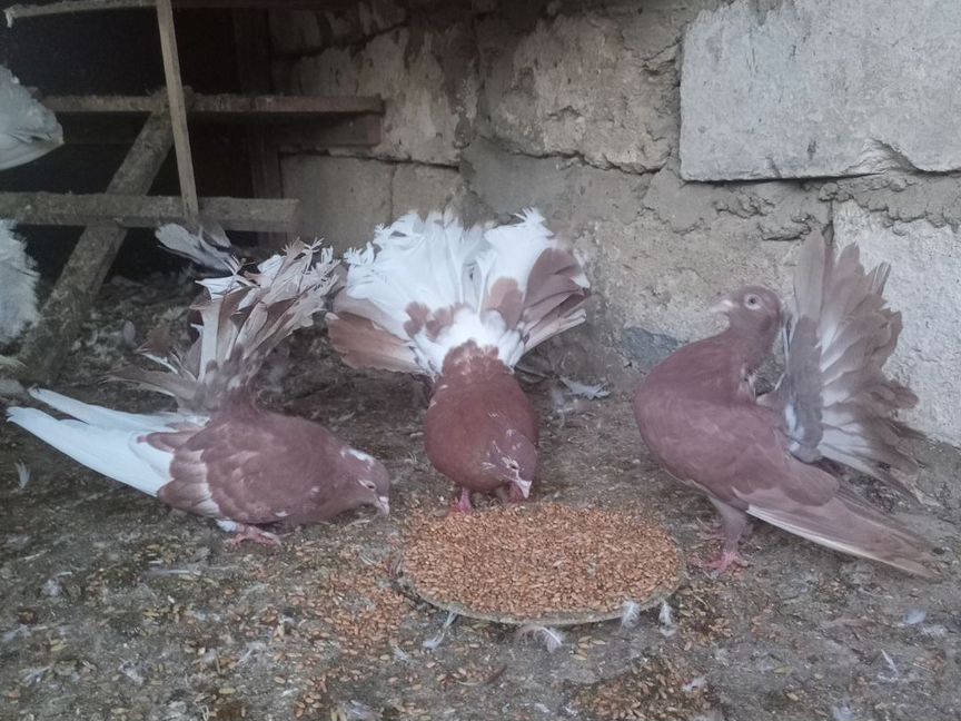 Продам голубей павлинов