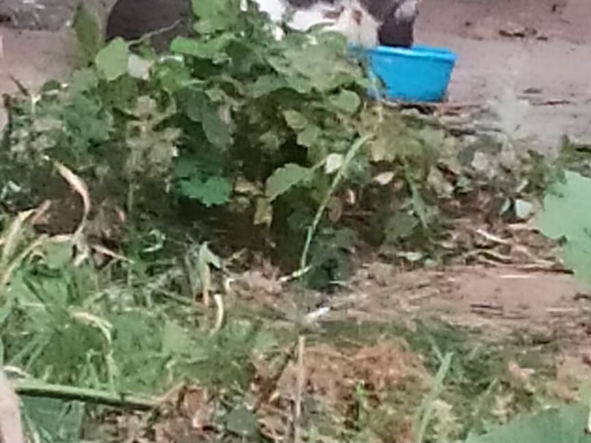 Бездомные котики нуждаются в помощи
