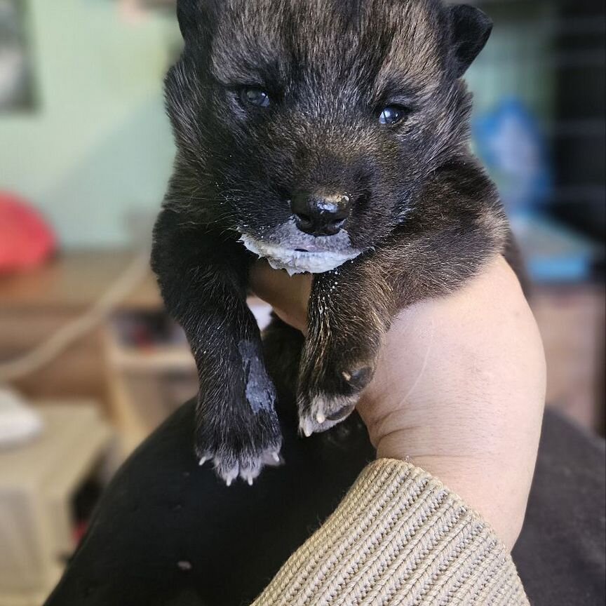 Волкособ мальчик