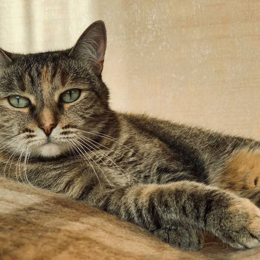 Кошка Туся ищет дом