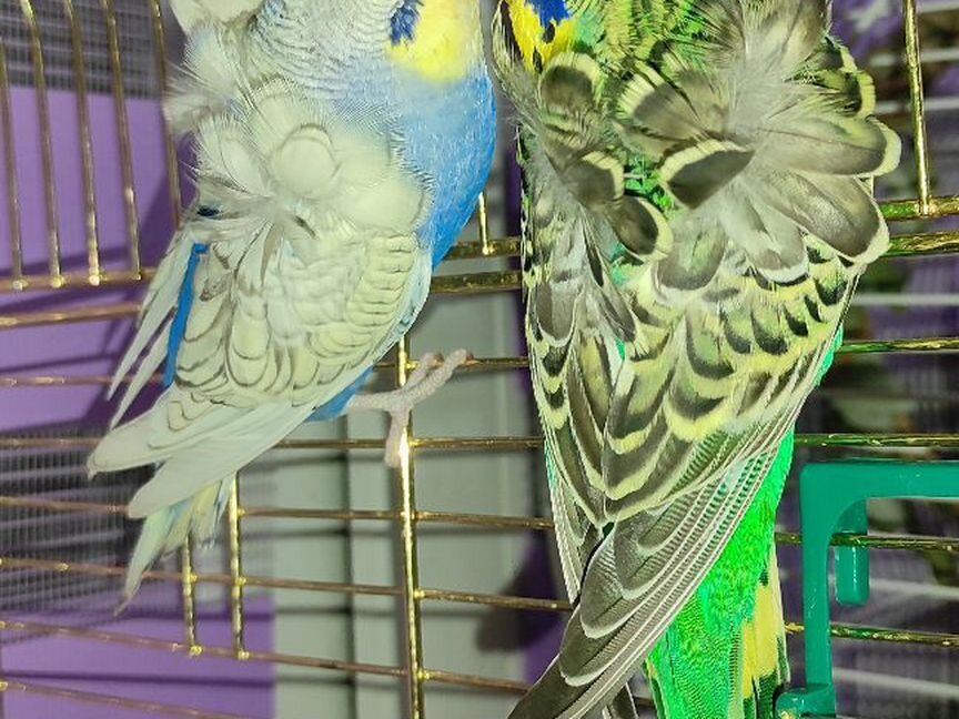 Попугайчики Хагоромо