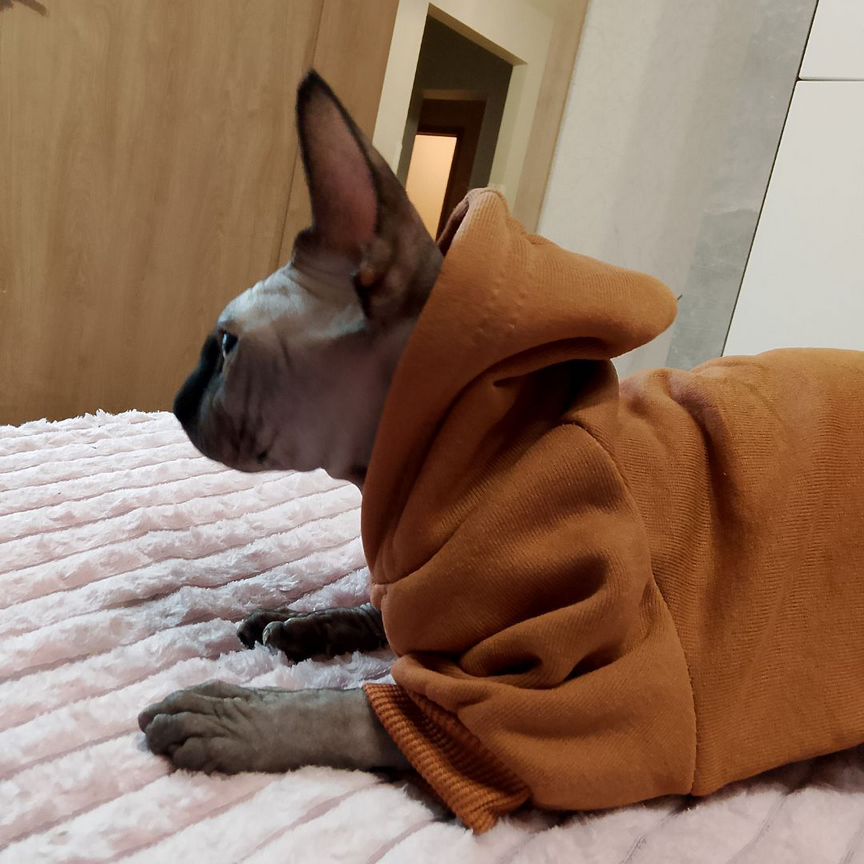 Потеряли кота сфинкс