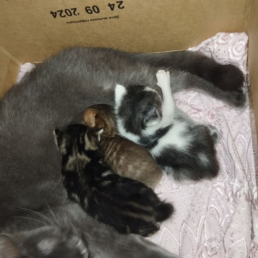 От дам котят бесплатно