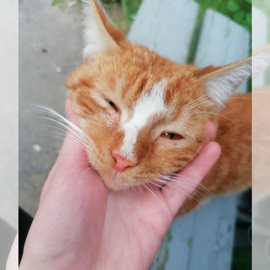 Очень ласковый котик ищет дом мальчик