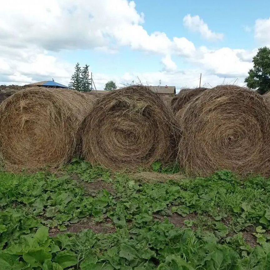 Сено в рулонах