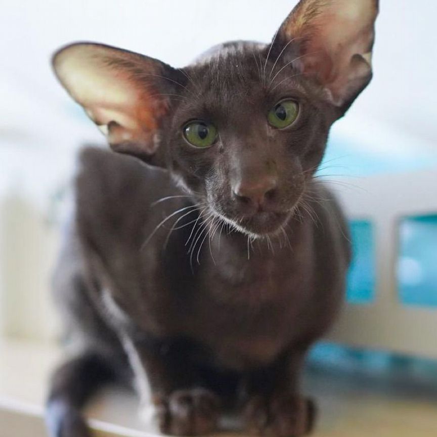 Ориентальные котята
