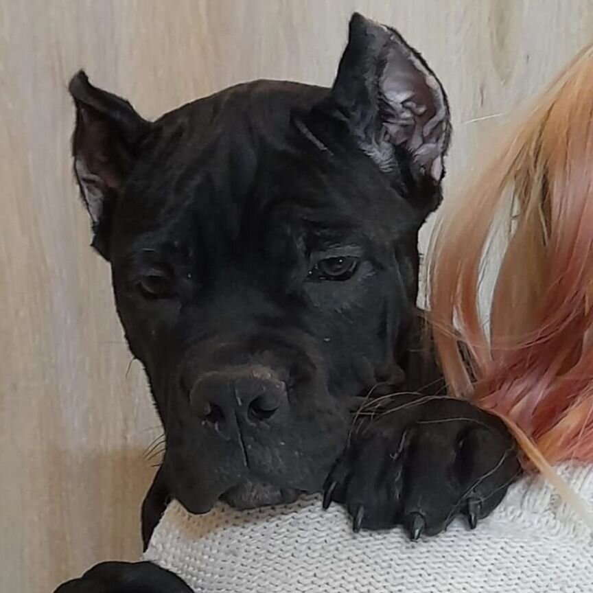 Суки Итальянского Кане-корсо