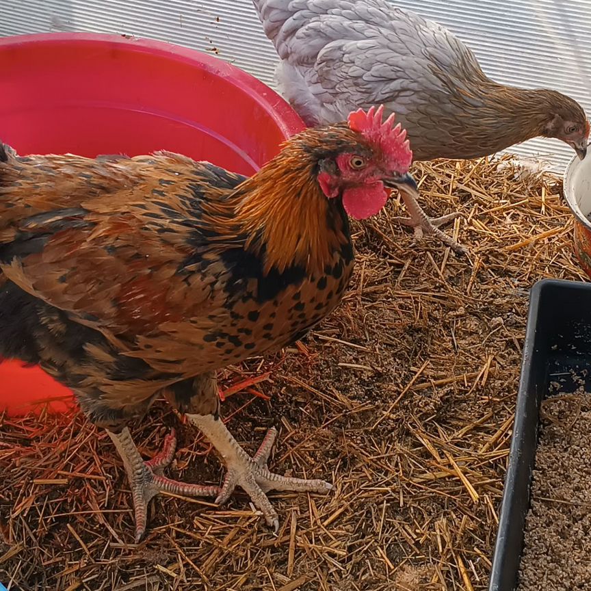 Молодые петухи