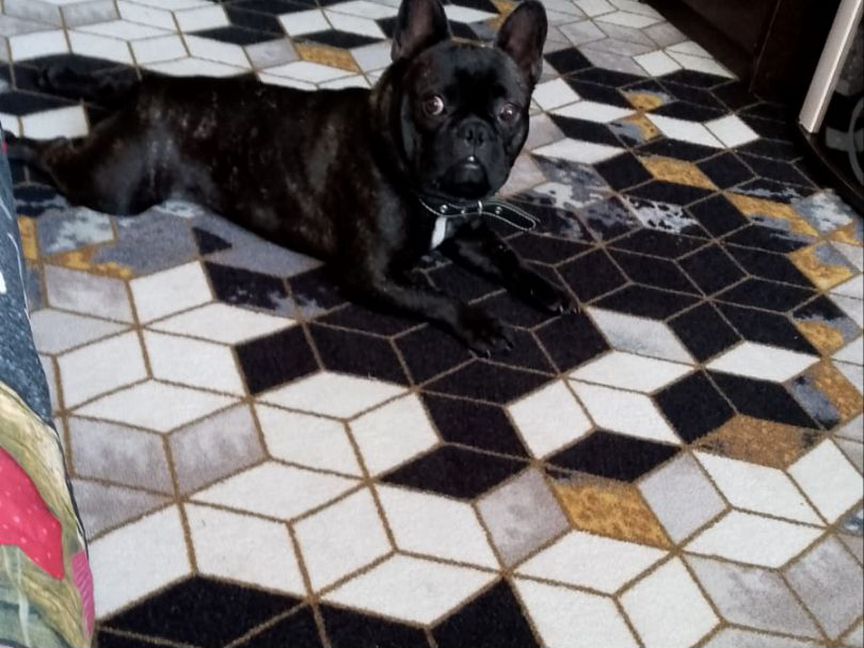 Французский бульдог