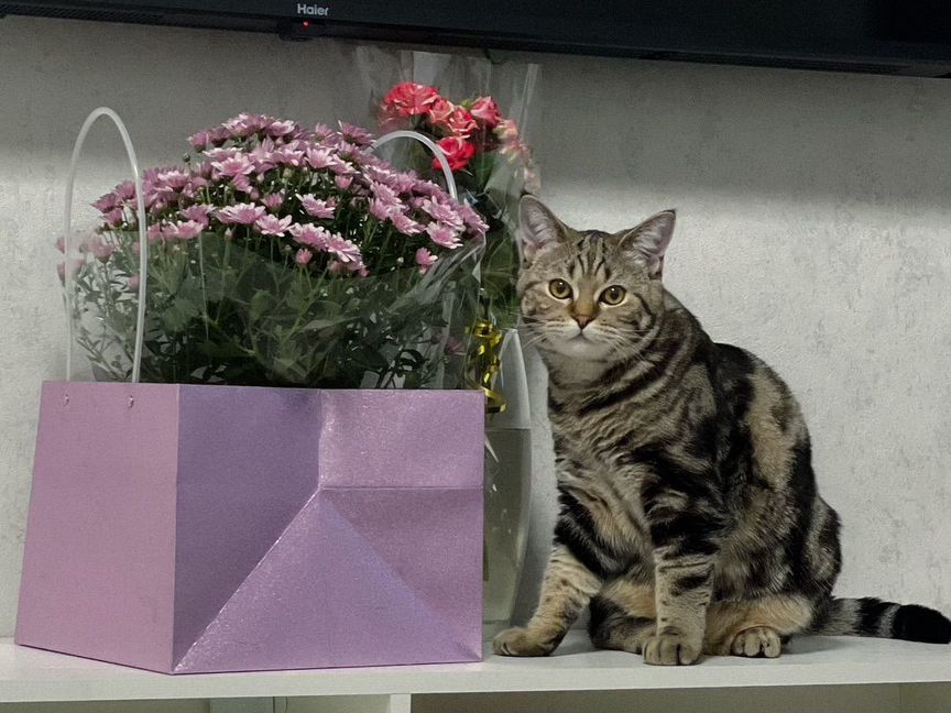 Шотландский кот вязка