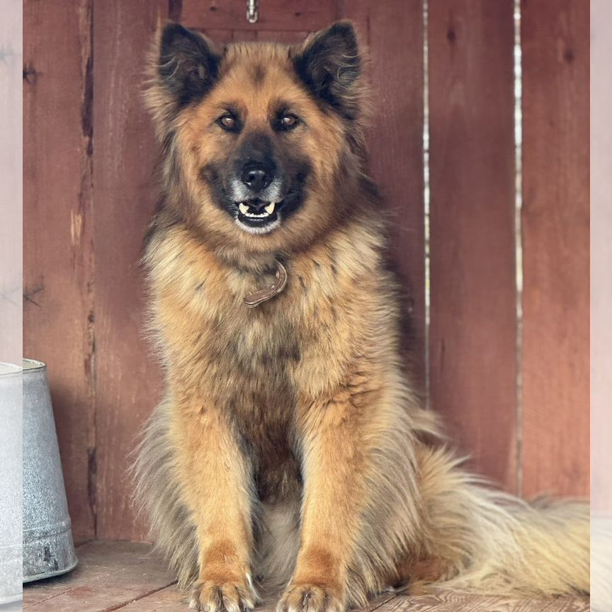 Взрослая собака в добрые руки