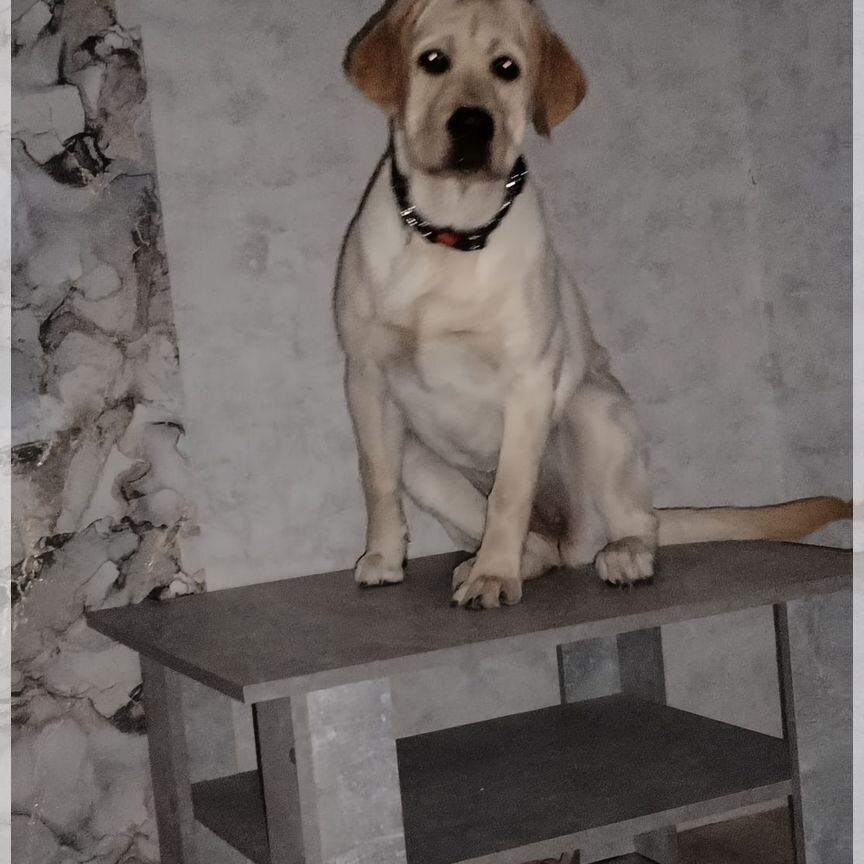 Лабрадор-ретривер, щенок