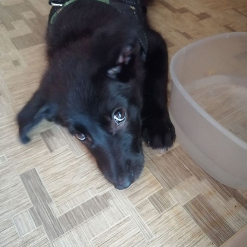 Щенок в добрые руки