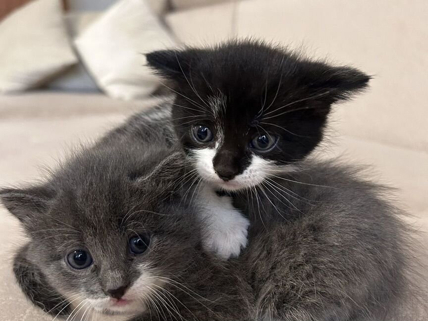 Котята в добрые руки