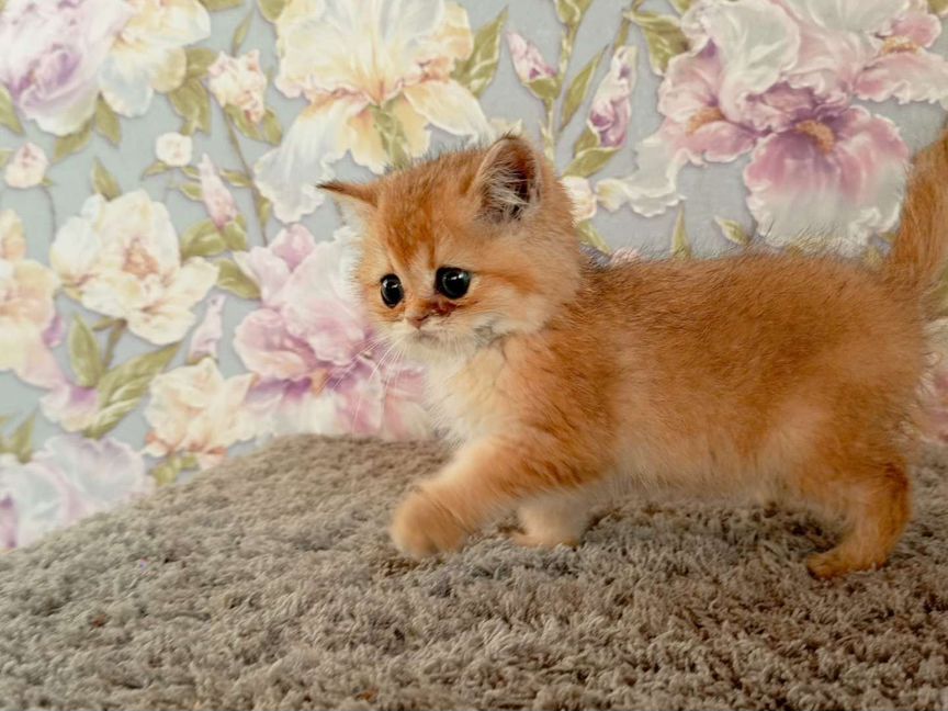 Котик золотая шиншилла