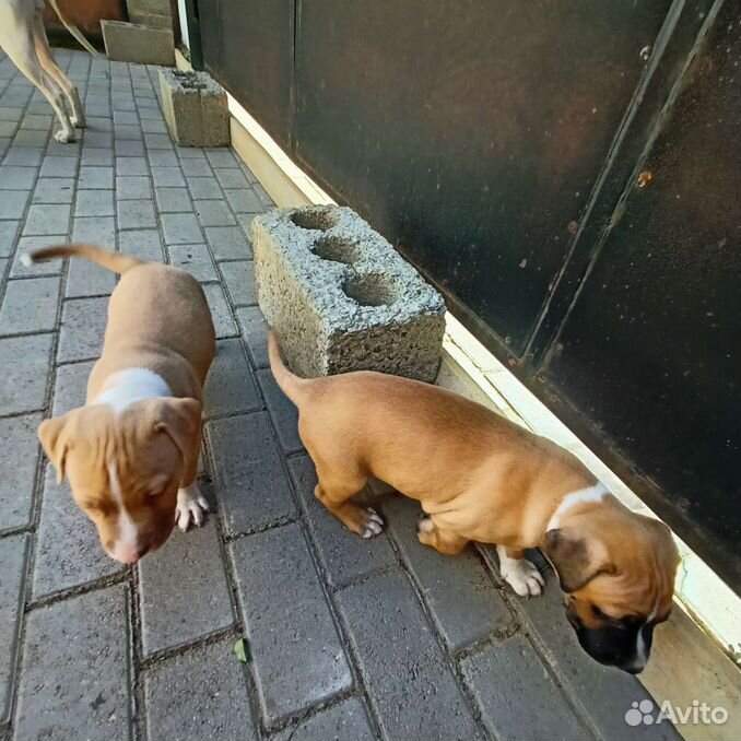 Щенок амстафф