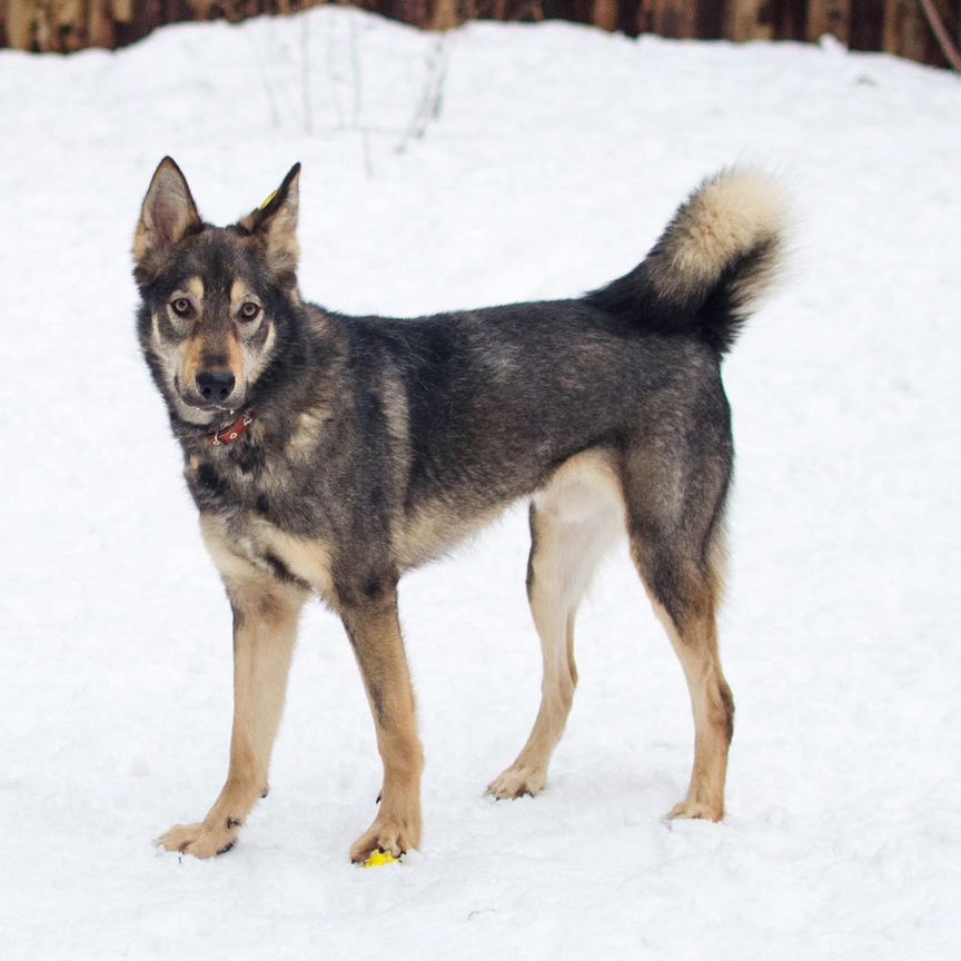 Гром ищет дом