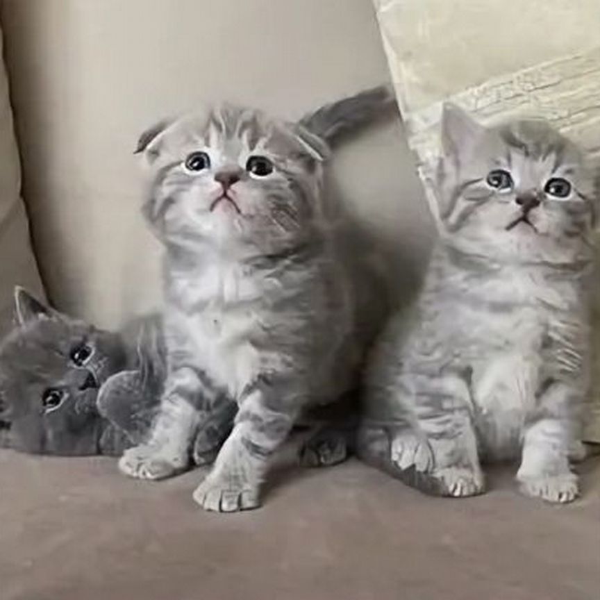 Британский короткошёрстный котёнок