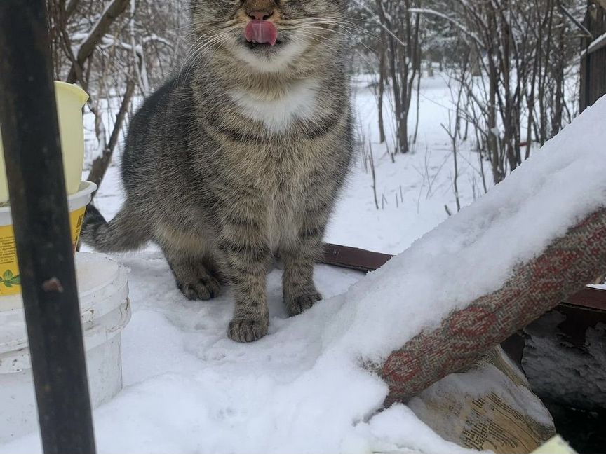 Кошечка в добрые руки