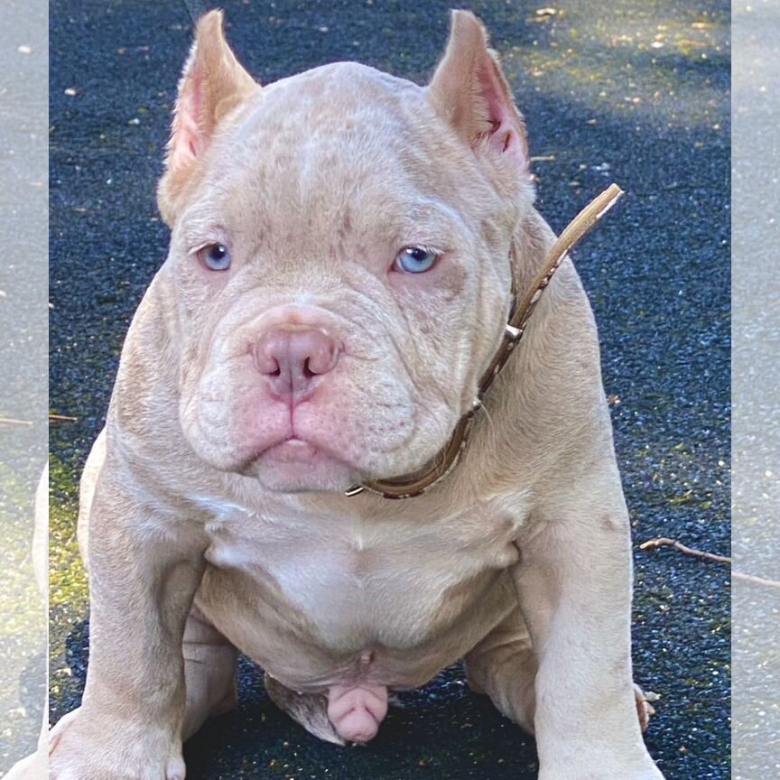 Американский булли мальчик мерль