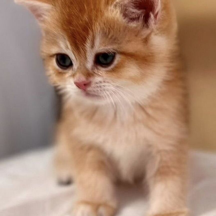 Британские котята