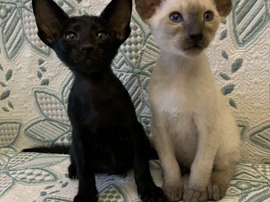 Орички. Девочки