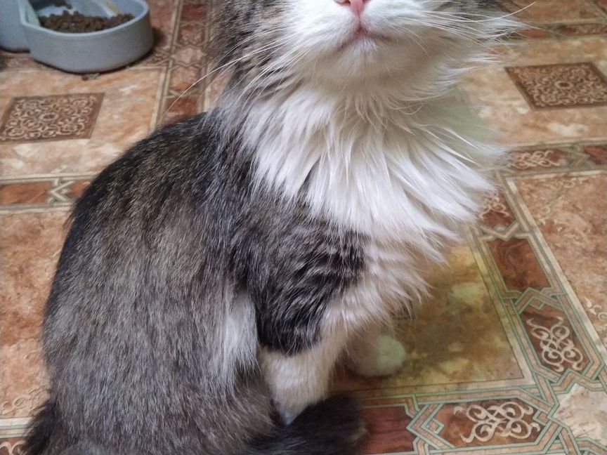 Котика только спасли с улицы