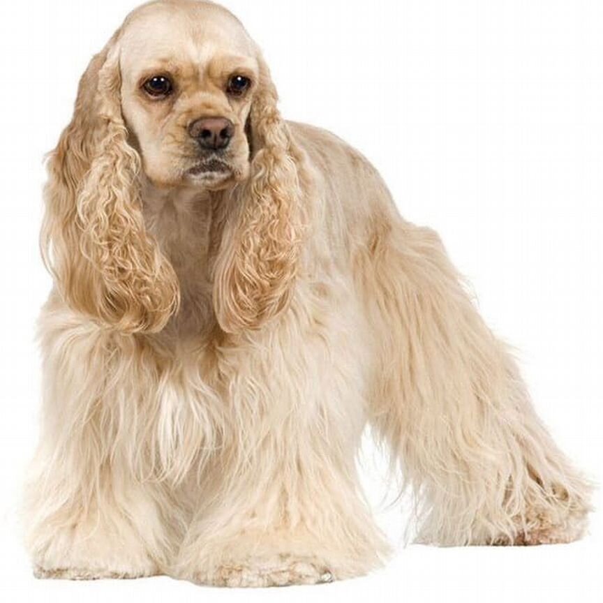 Кокер спаниель американский