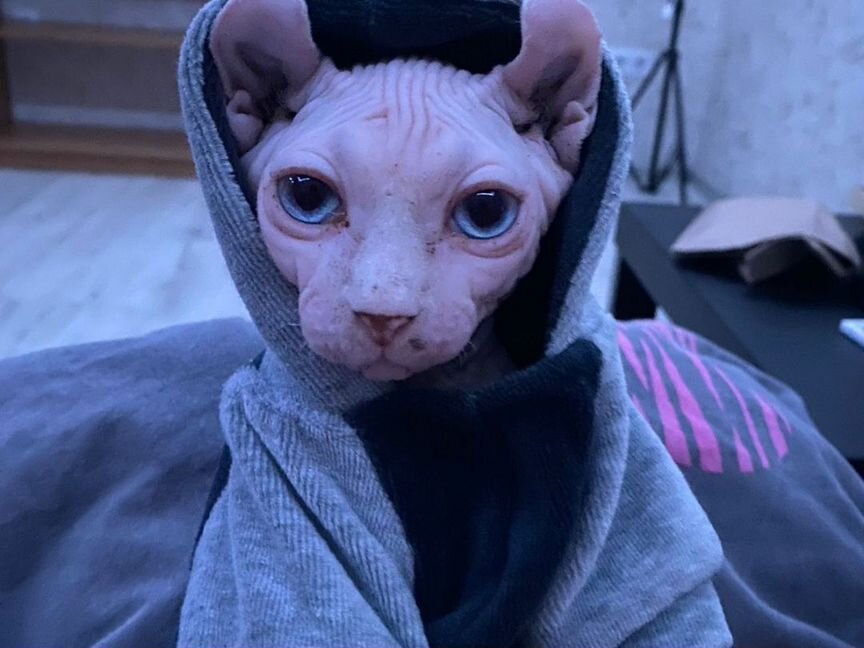 Котик сфинкс эльф