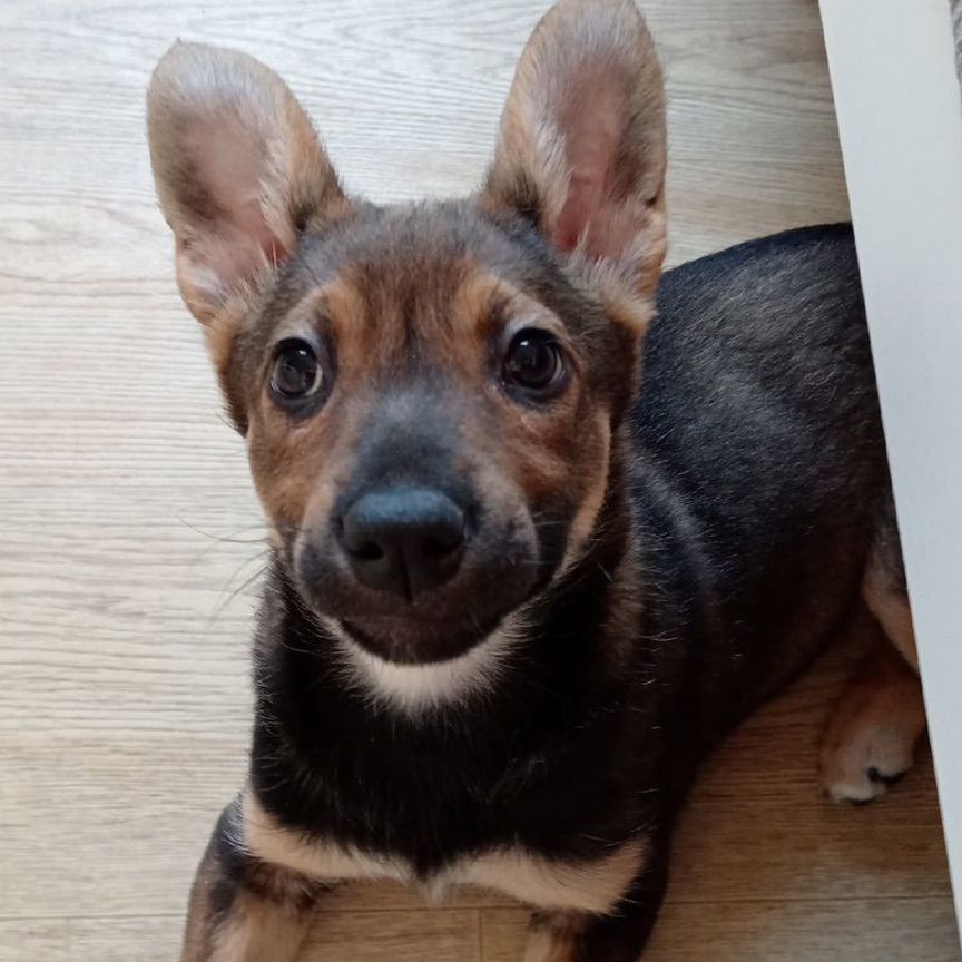 Щенок в добрые руки